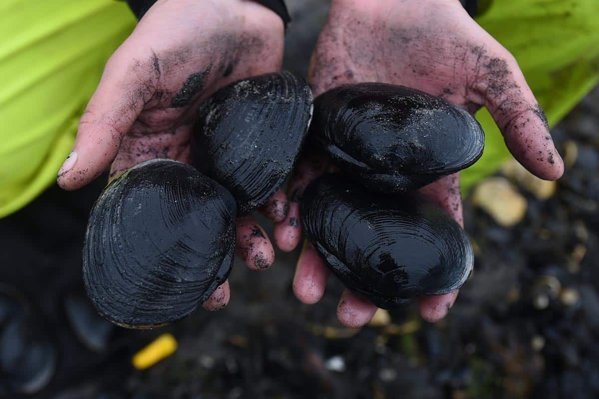 Environmental Management | Kodiak Area Native Association